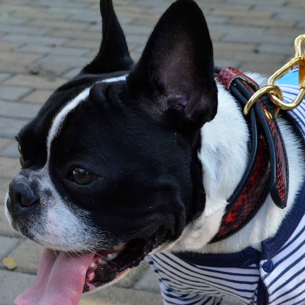 COLLAR EXOTICO ROJO – ExoticPet